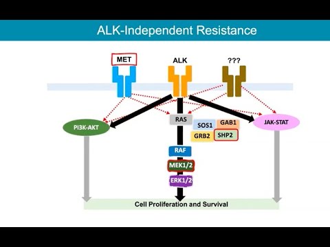 Research Funded by ALK Positive