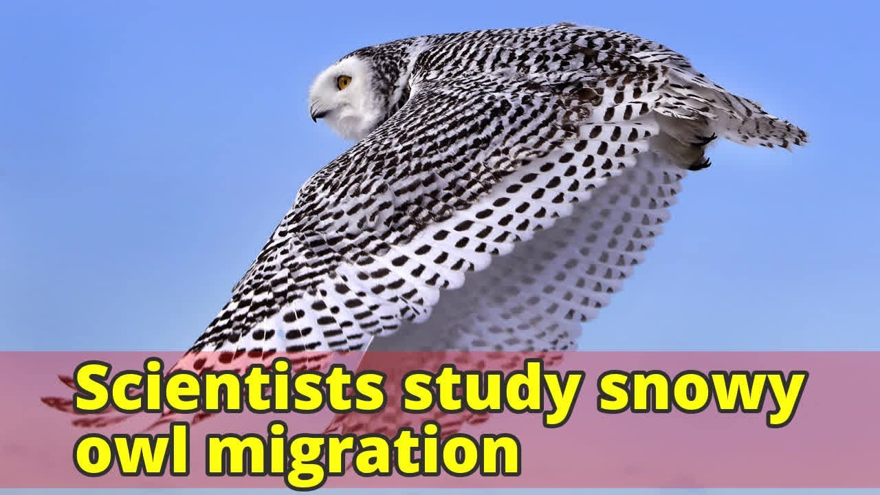 Scientists study snowy owl migration