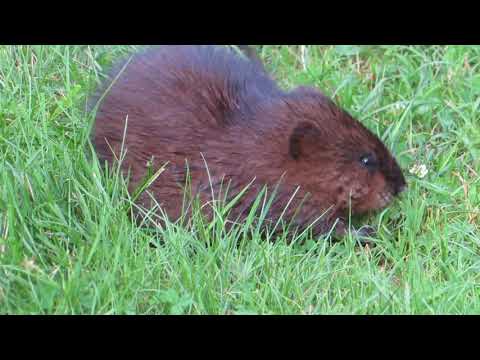 Muskrat Dusk – Backyard and Beyond