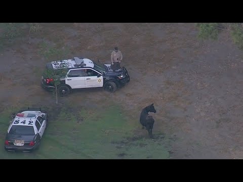 LA County sheriff's deputies capture loose cow days after slaughterhouse escape