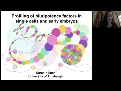 Sarah Hainer: "Profiling of pluripotency factors in single cells and early embryos"