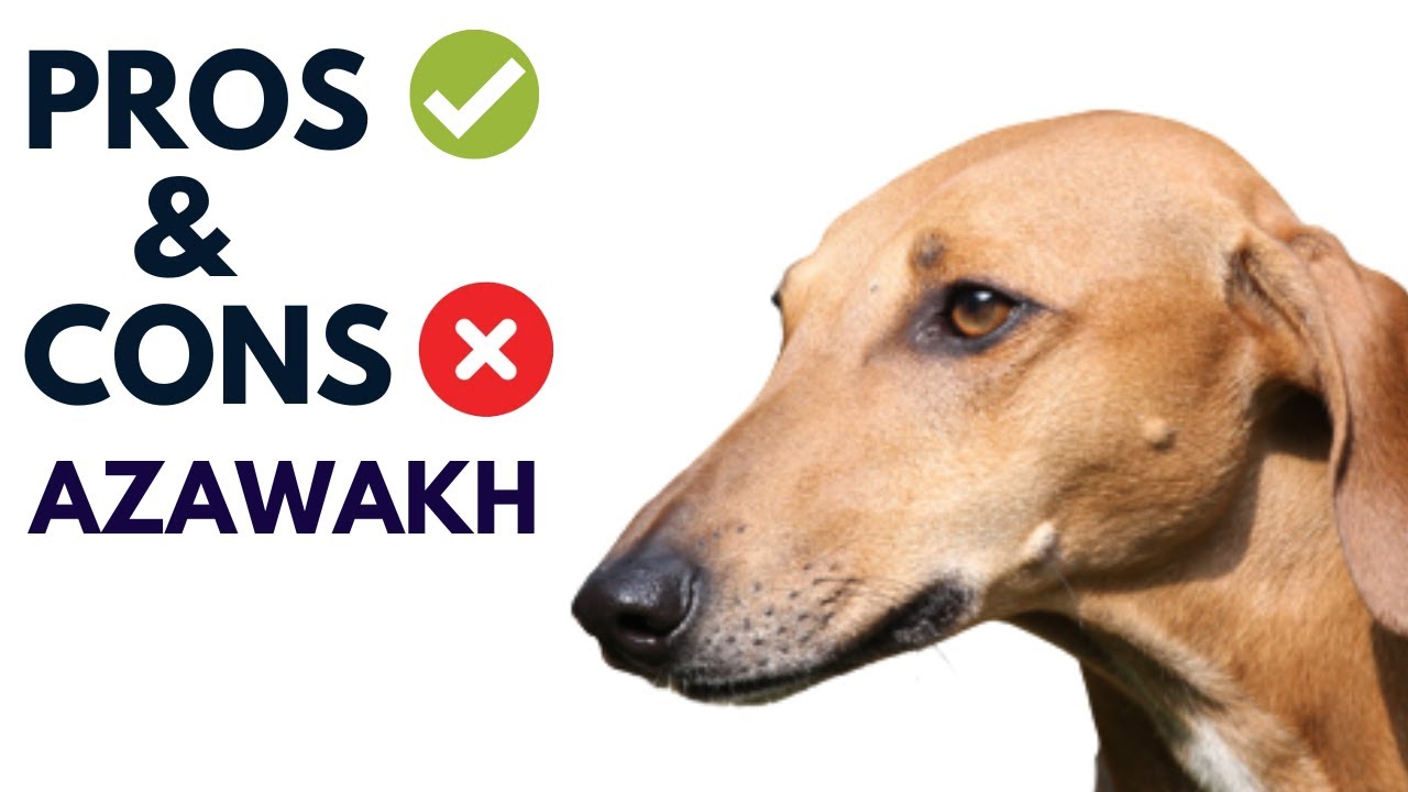 Azawakh Pros and Cons | Azawakh Advantages and Disadvantages