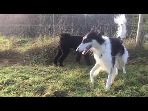 Borzoi acceleration in slowmotion