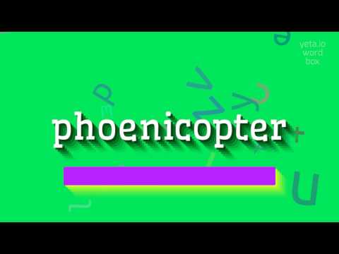 PHOENICOPTER - HOW TO SAY PHOENICOPTER? #phoenicopter