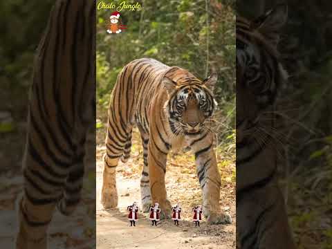 Tiger Tiger ,ab to Santa bhi Tiger #merrychristmas #santaclaus #shortsfeed #trendingshorts