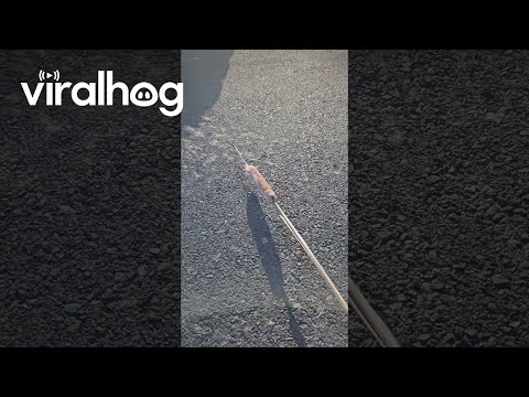 Spreading Cattail Seeds || ViralHog