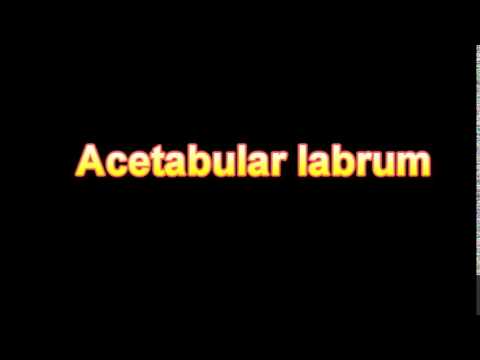 what is the definition of Acetabular labrum (Medical Dictionary Online)