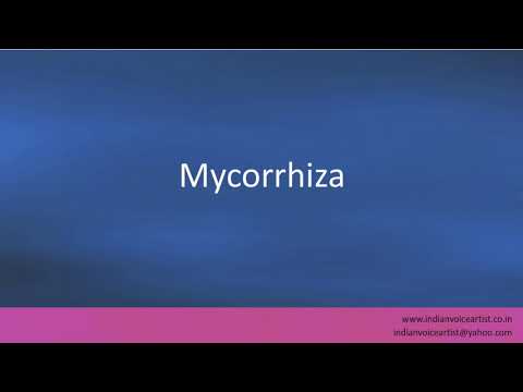 Pronunciation of the word(s) "Mycorrhiza".