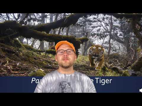 Panthera tigris : The Tiger