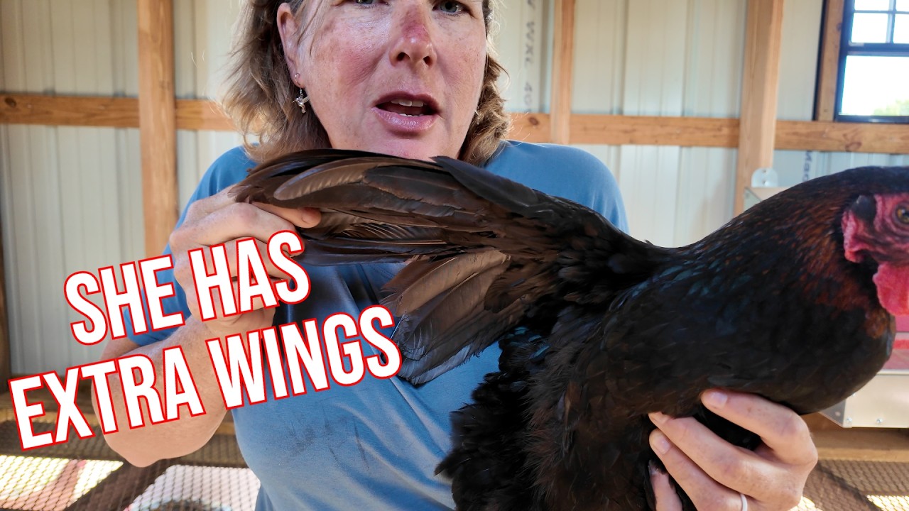 This Chicken Has 3 Wings!