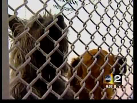 Woman frees dogs from Humane Society