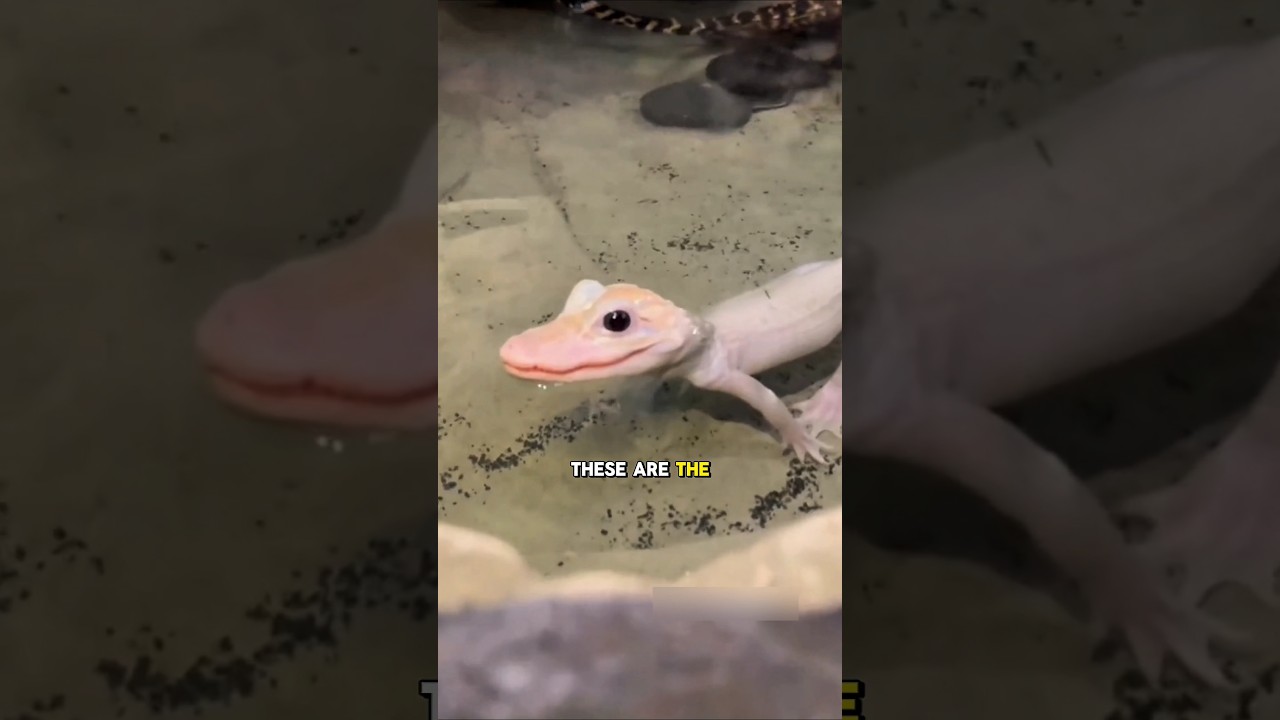 Top 4 Rare Albino Animals in the Wild!🤯 #top4animals