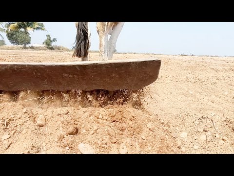 antiquated method of plough by cattle-agriculture telangana-oxen farming-ox farmers-cattle farming