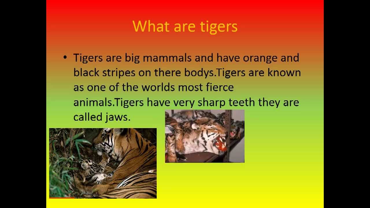 Tigers Powerpoint by Will