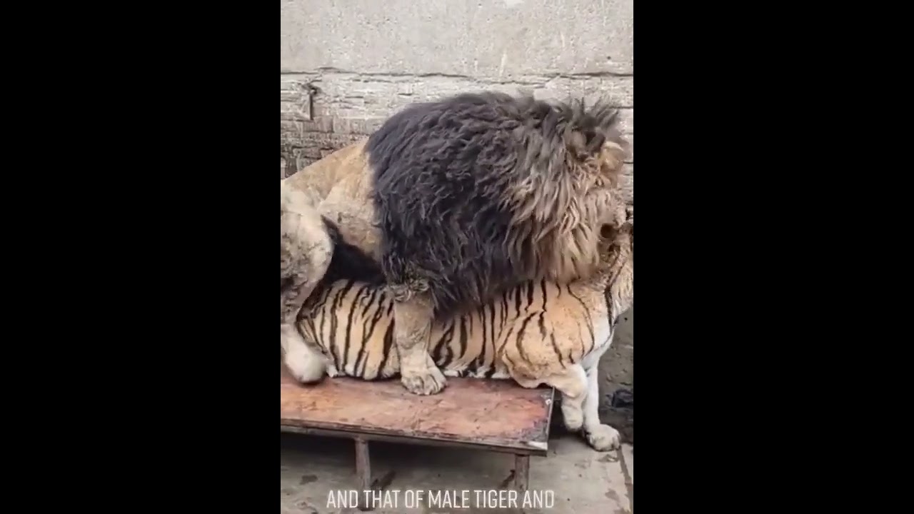 Liger or Tiger? 😂 #liger #tigon #hybrids #liontheking #tiger #breeding #wildlife #nature #shorts