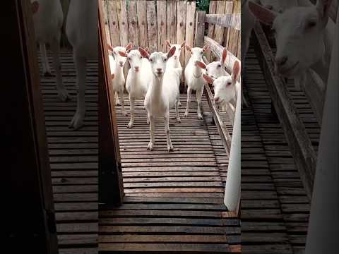 saanen goat farm dairy goat saanen goat breed how farms work #goatfarming #farming #goat #shorts
