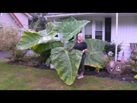 Massive Plant Draws A Crowd
