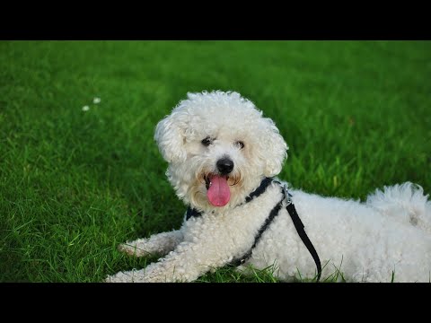 The Prey Drive of Bichon Frise Dogs - What You Need to Know!
