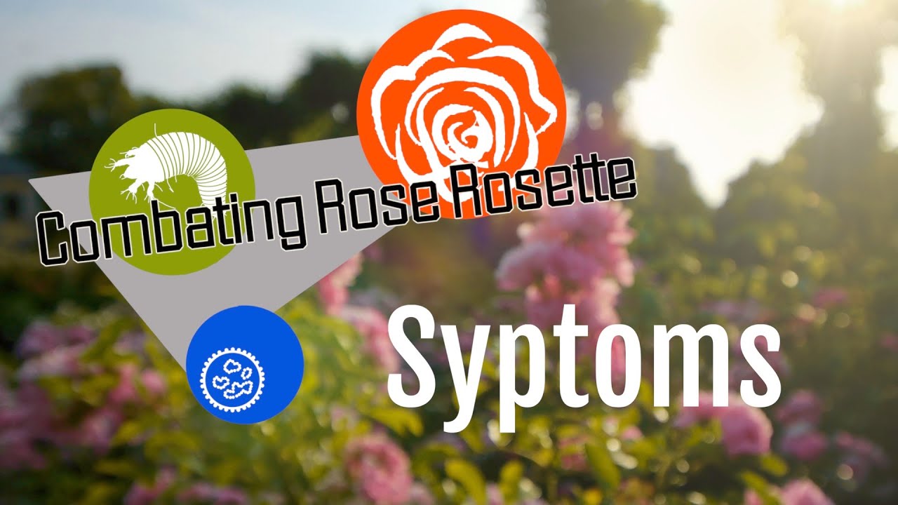 Combating Rose Rosette: Symptoms