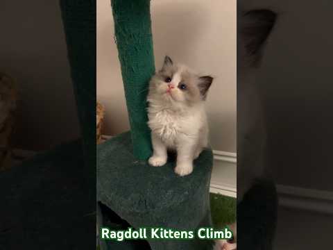 Cute Ragdoll Kittens Climb the Cat Tree #kitten #catshorts #ragdollcat #funnycatvideos