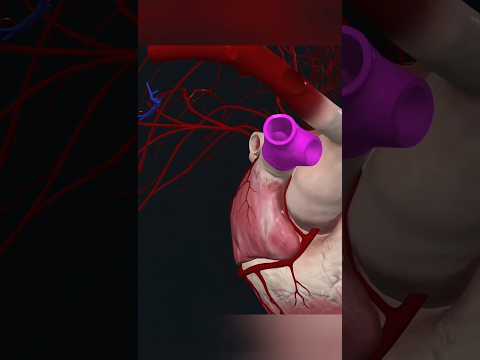 Anatomy of coronary artery|3D heart|right coronary artery|tutorial for nursing students