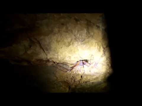 LMGA 68 - Horne Lake Abandoned Mine