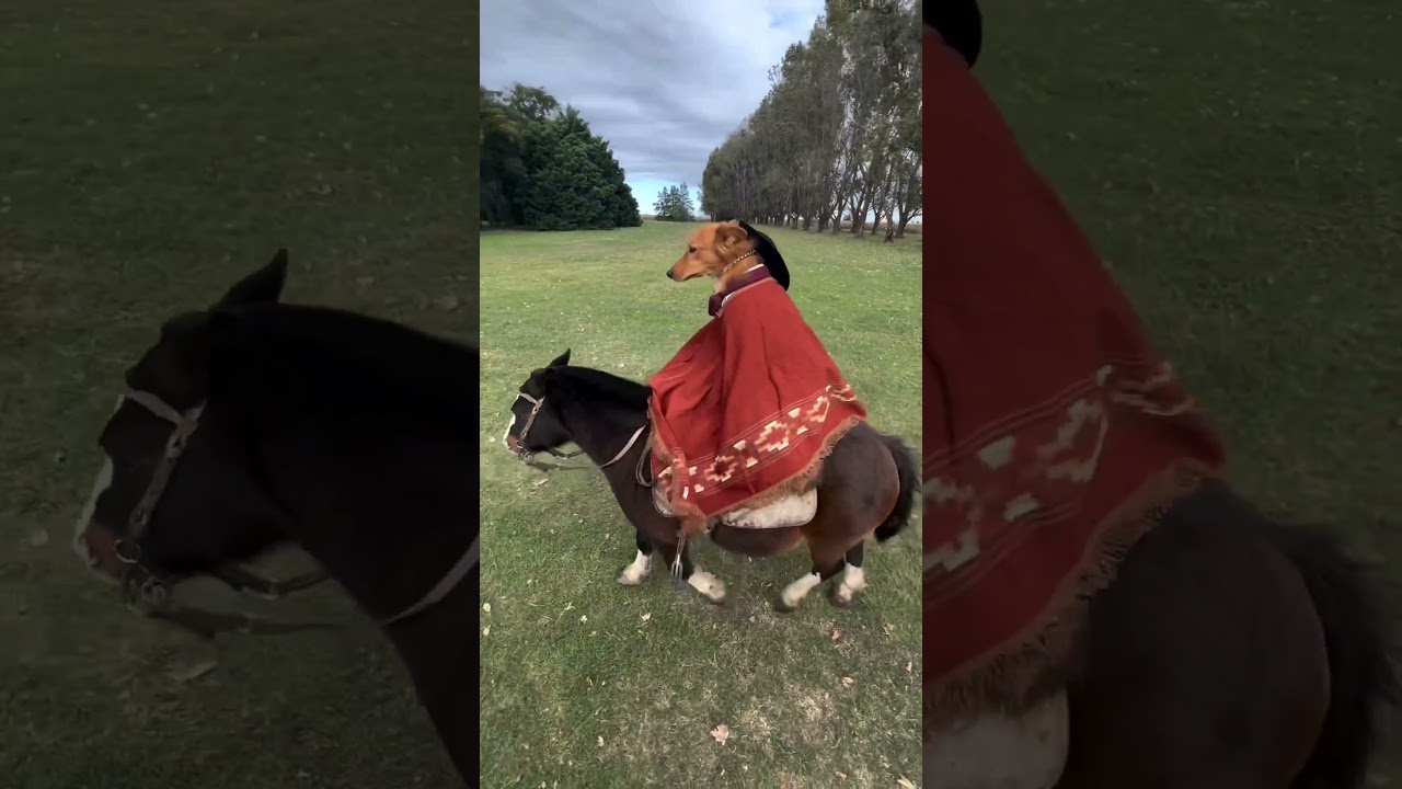 Dog riding on Horse meme template #dog #horse #meme_template #meme #riding