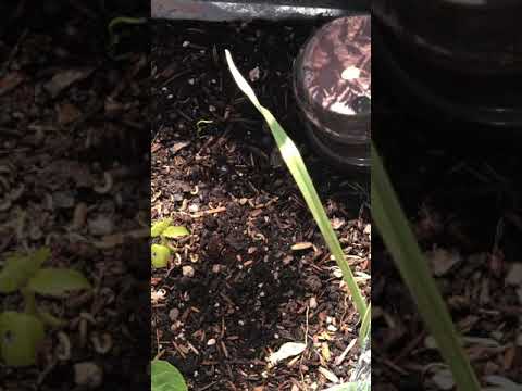 How to get rid of Pill bugs( rolly pollies) and Millipedes from your garden