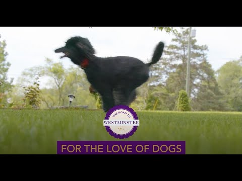 Longtime Breeder Explains Her Love of Poodles