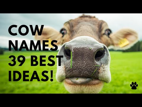 🐮 Cow Names - 39 BEST 🌿 CUTE Ideas | Names