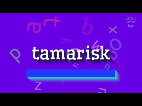How to say "tamarisk"! (High Quality Voices)