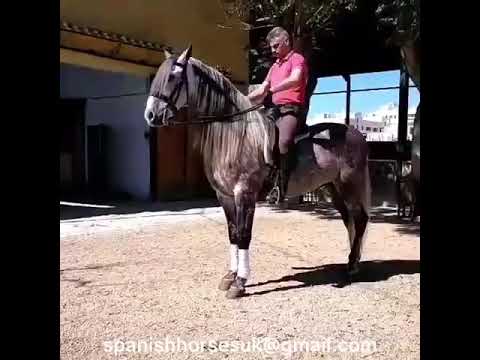 Spanish Horses For Sale