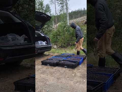 Blueberry picking in Sweden #harvesting #berry #blueberries #blackberry