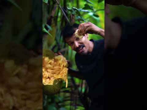 jack fruit - from the tree