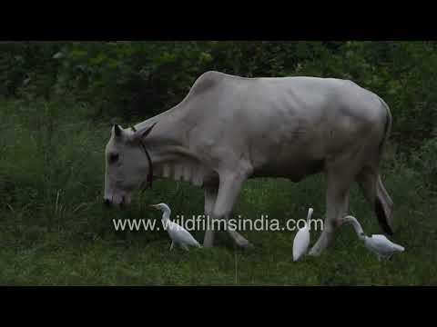Symbiosis? Cattle Egrets flock around cows, to eat disturbed insects - How do the bovines benefit?