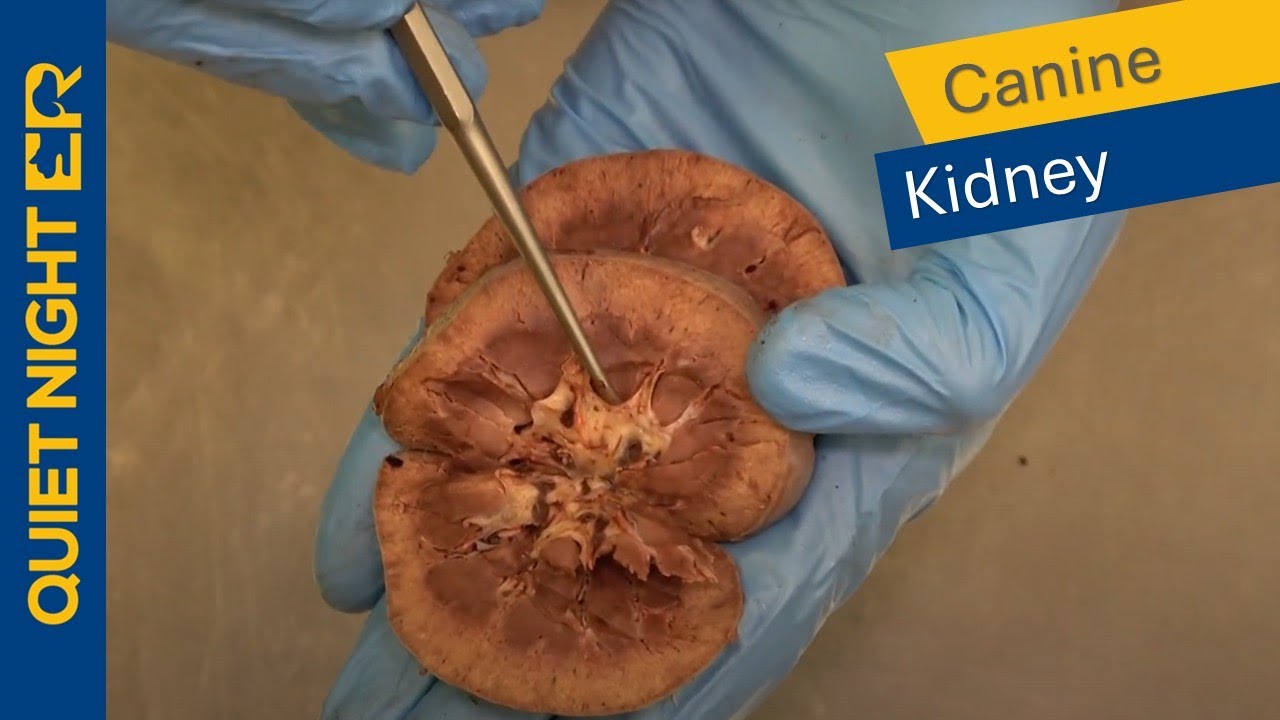 Veterinary Anatomy: Canine Kidney