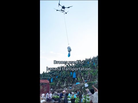 Drones used for banana transportation in SW China's mountains