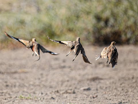 Ngorongoro Crater Birds