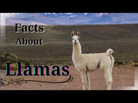Llama Facts || 10 Interesting Facts About Llamas