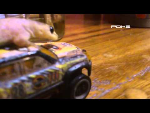Steam Community :: Video :: Swag Gecko
