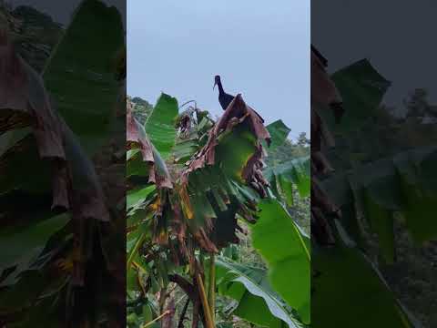 The bare-faced Ibis visiting - Birds of Colombia