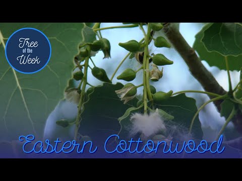 Tree of the Week: Eastern Cottonwood