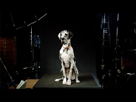 The Amazon Anxious Dog Commercial – The Music, the Super Bowl, and More ...