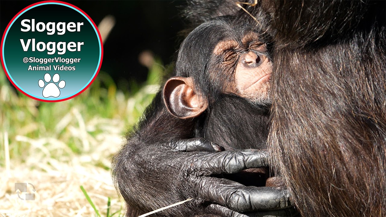 Little One Reaches Out – Touching Chester Zoo Chimp | SloggerVlogger