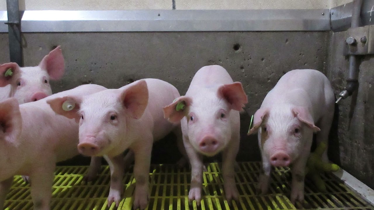 Ask an Expert: What do pigs eat?