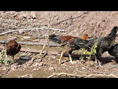 Red Jungle Fowl Chicks Enjoying their day out in the Sun! #fjfarms #freerangechicken#heritagechicken