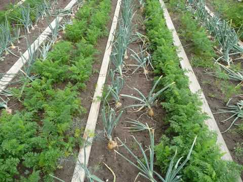 Companion planting | Wikipedia audio article