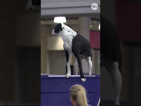 Zooming pup at Westminster show stops to strike pose #Shorts
