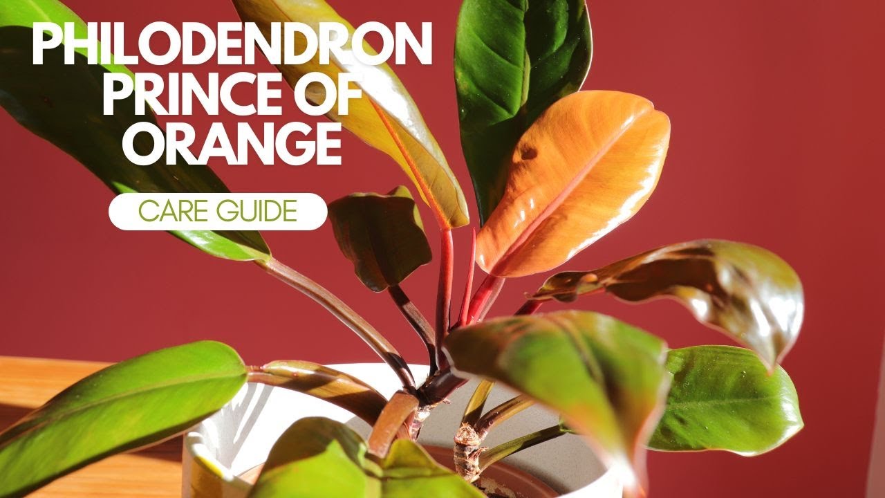 Philodendron Prince Of Orange Care Instructions 🧡 How To Care For Prince Of Orange