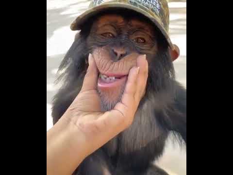 Monkey mouth